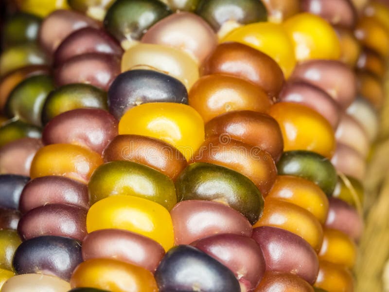 Flint corn stock photo. Image of husk, thanksgiving, yellow - 45939258