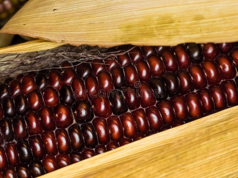 Flint corn stock photo. Image of texture, halloween, husk - 46193814