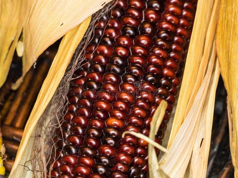 Flint corn stock image. Image of kernel, plant, season - 46193863