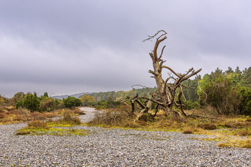 Flintstone Field on the Island Ruegen, Germany Stock Image - Image of ...