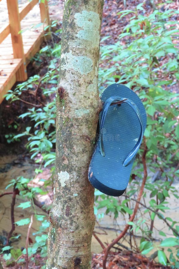 Flip-flop Hanging on Tree Limb in Forest Stock Image - Image of trail ...