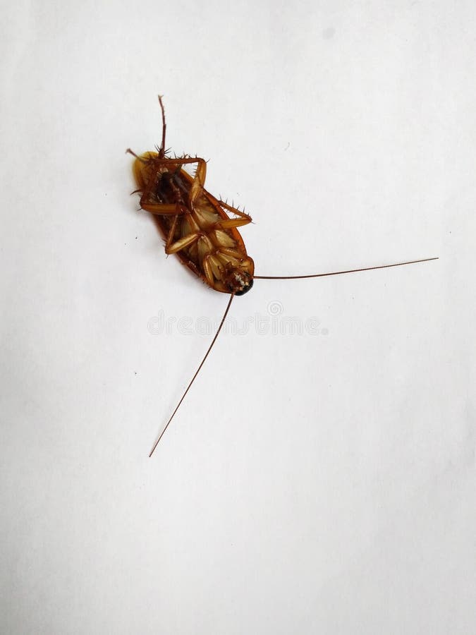 Dying cockroach stock image. Image of cockroach, killed - 9843181