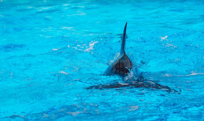 The flipper of dolphin stock photo. Image of play, water - 46687448