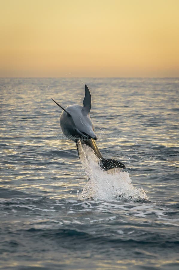Dolphin Flip stock photo. Image of adorable, friend, amusement - 2607188