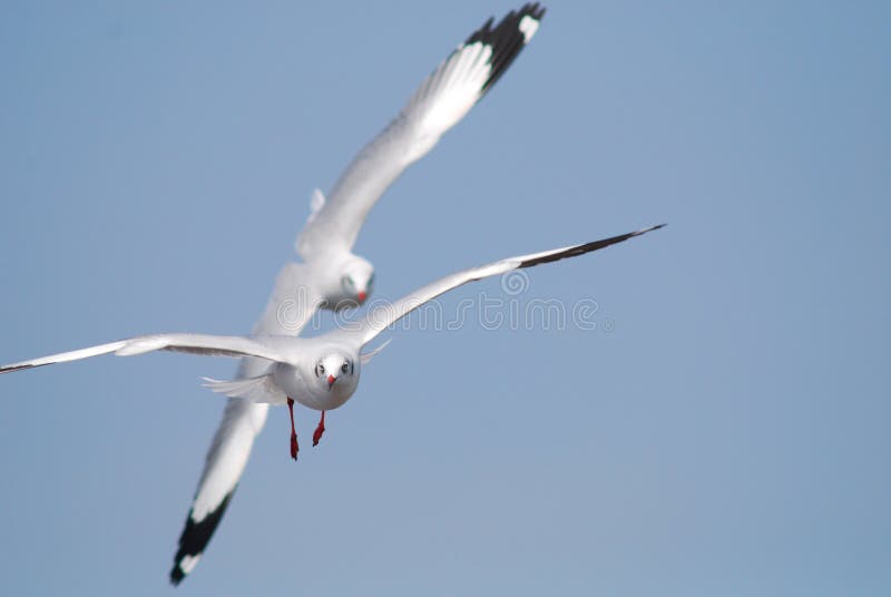 Flit stock image. Image of bird, wing, asia, trip, blue - 29821707