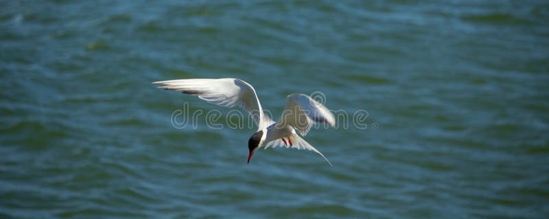 Flitting the Common Tern (Sterna Hirundo) on Blue Sky Background Stock ...