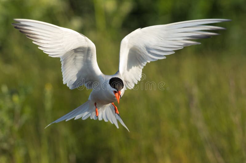 Flitting Tern. stock photo. Image of bird, safari, brave - 15726078