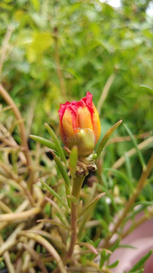 The Flower Nine O Clock or Rose Moss Stock Photo - Image of nine ...