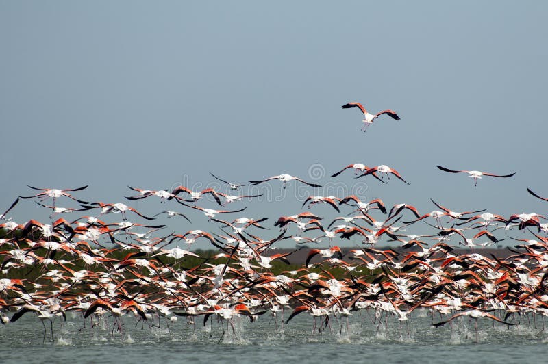Fllock of Flamingos, in Flight. Stock Image - Image of wildlife, summer ...