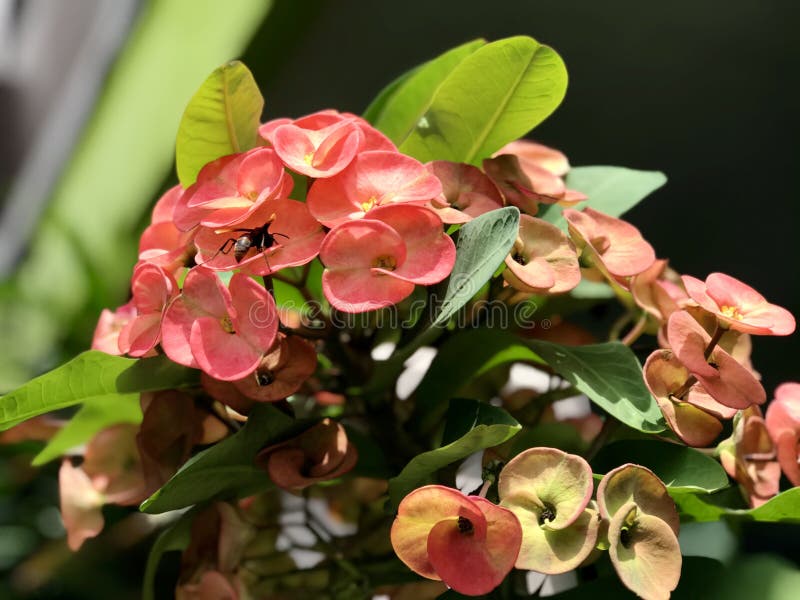 Fllower stock photo. Image of indah, sore, fllower, bunga - 208609126