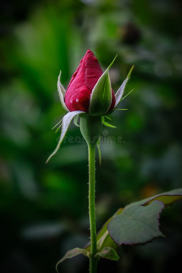 486 Fllower Stock Photos - Free & Royalty-Free Stock Photos from Dreamstime