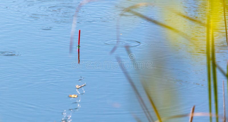 The Float Floats on the Surface of the Water. Stock Image - Image of ...