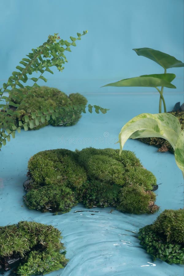 Float Lands and Leaf for Nature Photo Concept Stock Image - Image of ...