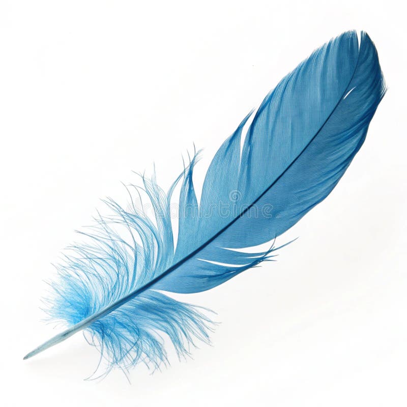 Floated Blue Feather Isolated on White Background Stock Illustration ...