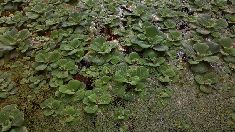 Floating Alge Stock Photos - Free & Royalty-Free Stock Photos from ...