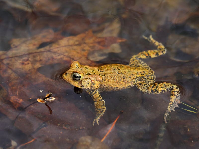 American toad amplexus stock image. Image of mating, male - 39844485