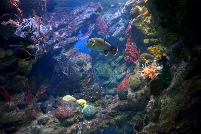Floating in an Aquarium between Algae and Coral Exotic Fish Stock Photo ...