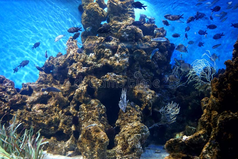Floating in an Aquarium between Algae and Coral Exotic Fish Stock Image ...
