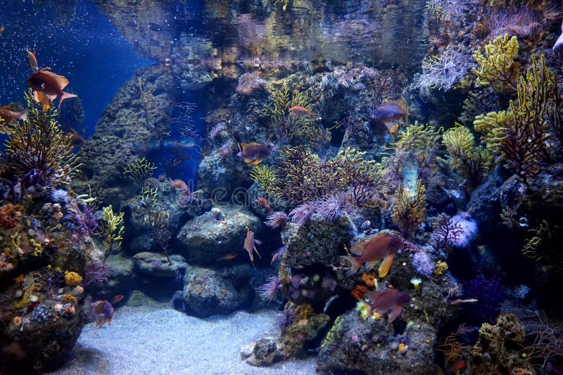 Floating in an Aquarium between Algae and Coral Exotic Fish Stock Photo ...