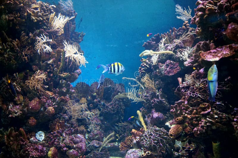 Floating in an Aquarium between Algae and Coral Exotic Fish Stock Photo ...