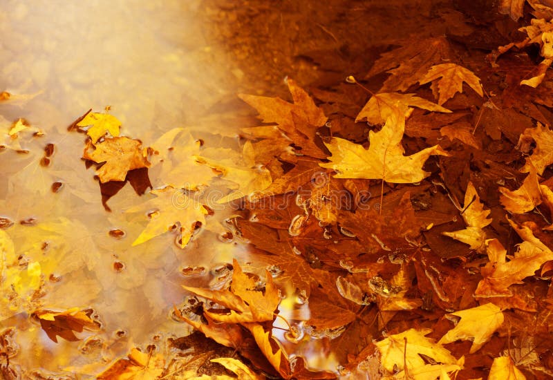 Floating autumn leaves stock image. Image of leaves, background - 27099693