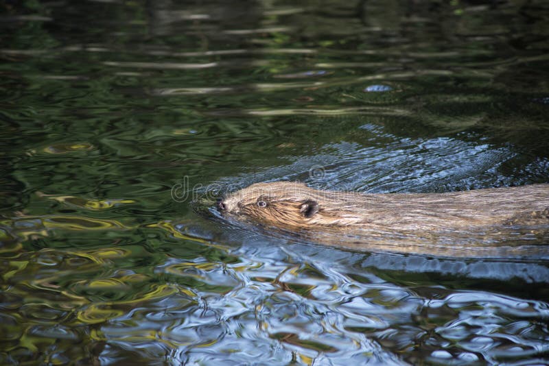 Beaver Floating In Water And Eating A Leaf Stock Photo - Image of ...