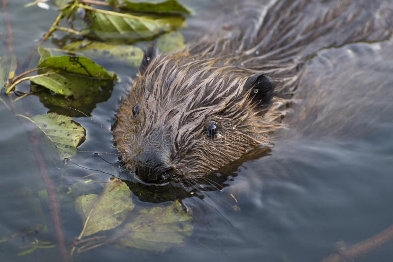Floating beaver stock photo. Image of peeking, fiber - 227961698