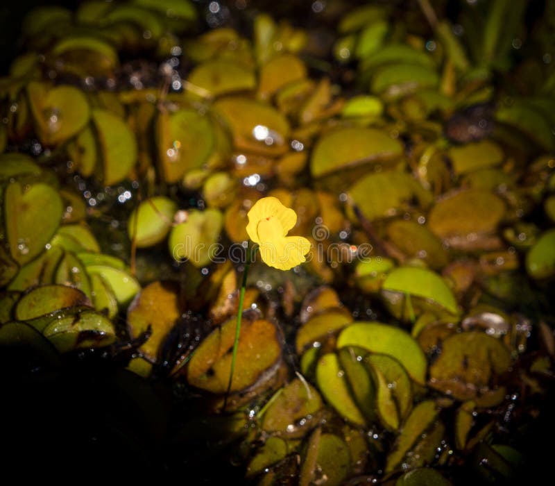 Floatingbladderwort Stock Photos - Free & Royalty-Free Stock Photos ...