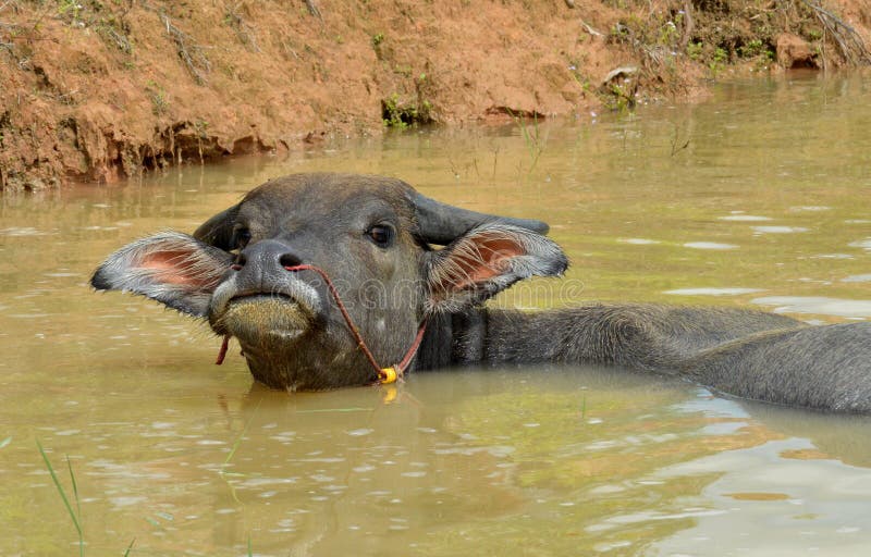 Floating buffalo stock image. Image of water, countryside - 60296157