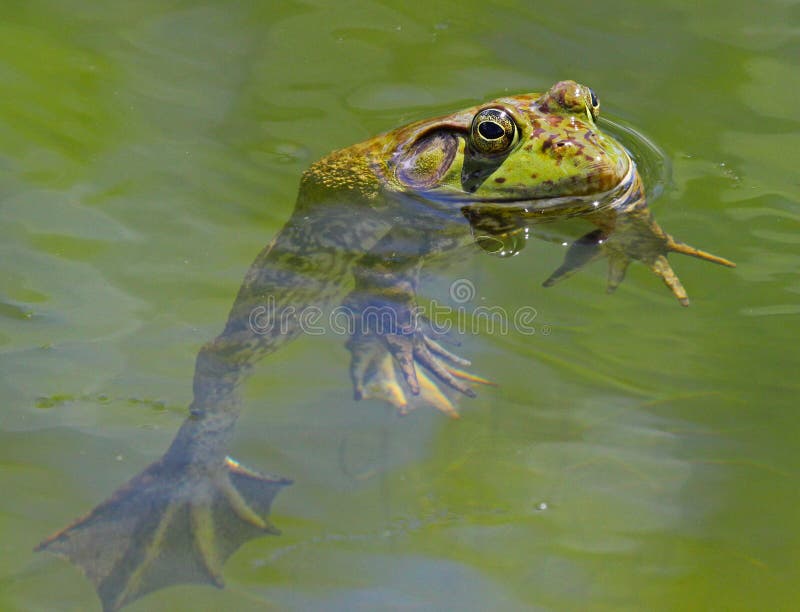 Frogs Mother Photos - Free & Royalty-Free Stock Photos from Dreamstime