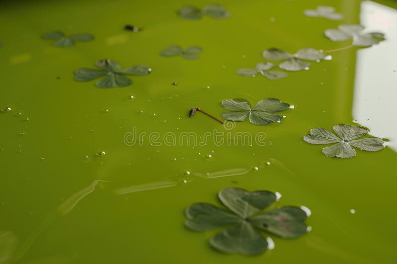 Floating Clover Leaves in a Pond Stock Illustration - Illustration of ...