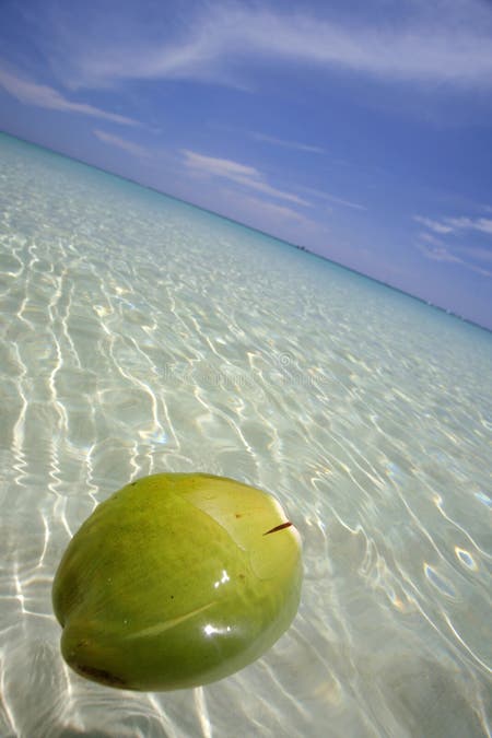 Floating Coconut stock image. Image of coconut, abstract - 5606481