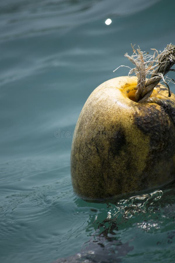 Floating Coconut stock photo. Image of water, landscapes - 64036576