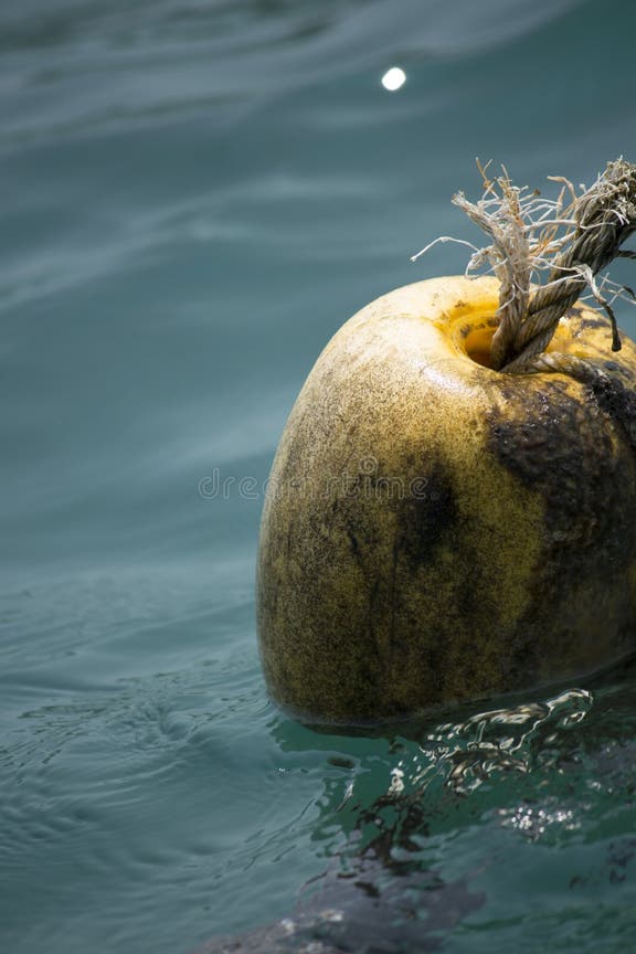 Floating Coconut stock photo. Image of water, landscapes - 64036576