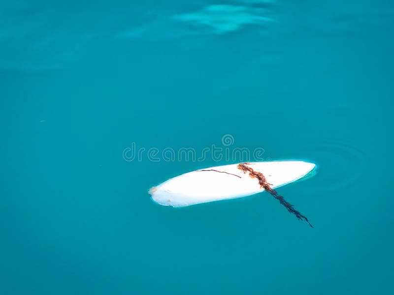 Trailing Bone Stock Photos - Free & Royalty-Free Stock Photos from ...