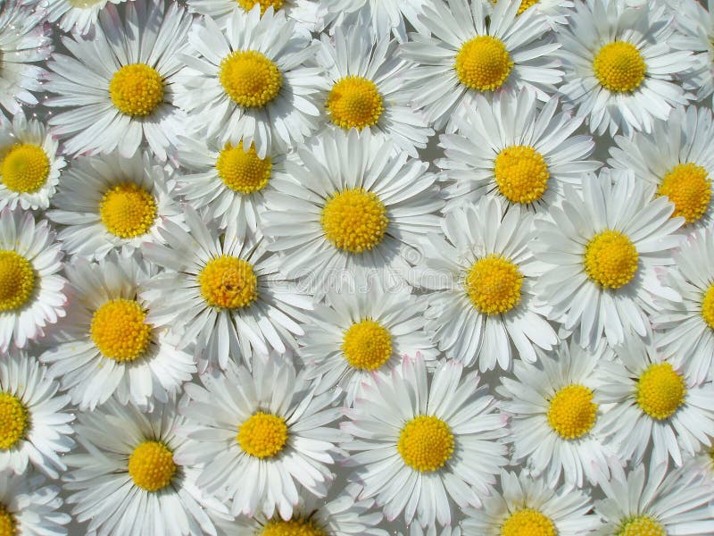 Floating daisies stock photo. Image of blossom, detail - 749740