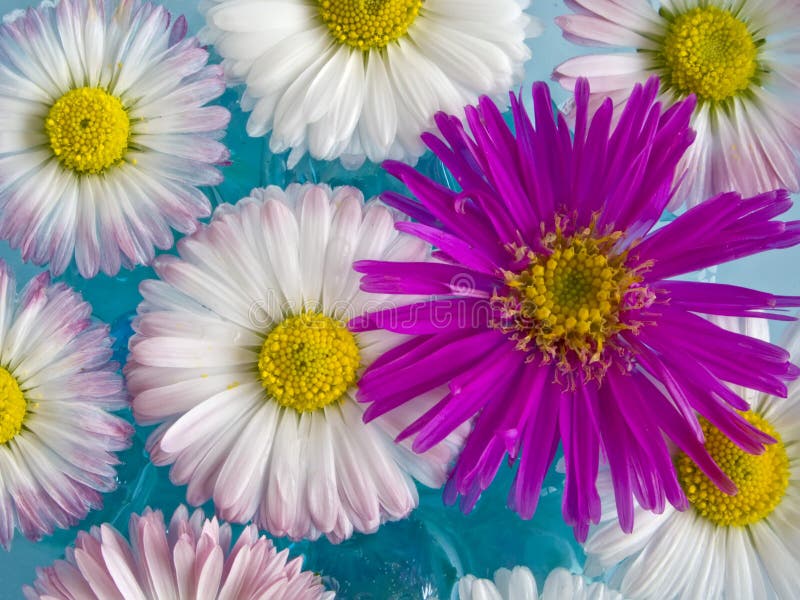 Floating Daisy Flowers stock photo. Image of inspire - 10723946