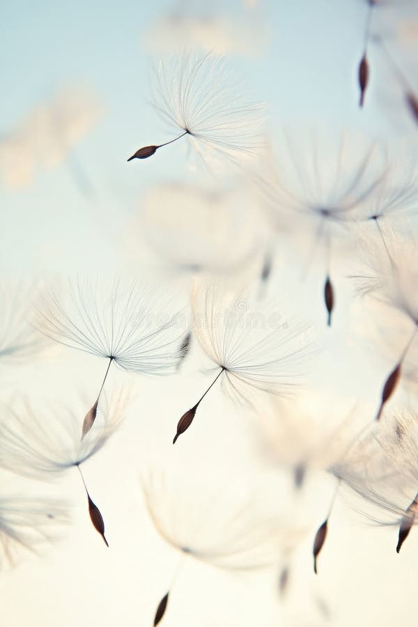 Floating Dandelion Seeds Against Soft Blue Sky Background. Stock Image ...