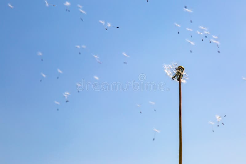 Floating Dandelion Seeds Against Lights Stock Photo - Image of light ...