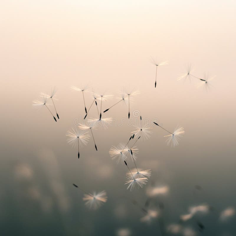 Floating Dandelion Seeds Scatter Across a Soft, Blurred Gradient ...