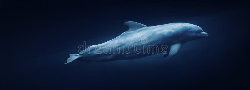 Floating dolphin stock photo. Image of animal, fineart - 78315530