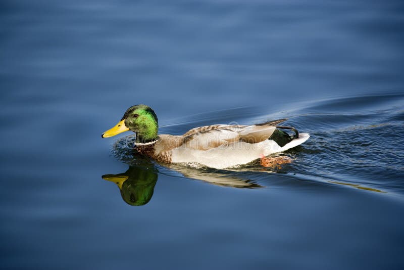 Floating duck stock image. Image of duck, reflection, water - 6786835