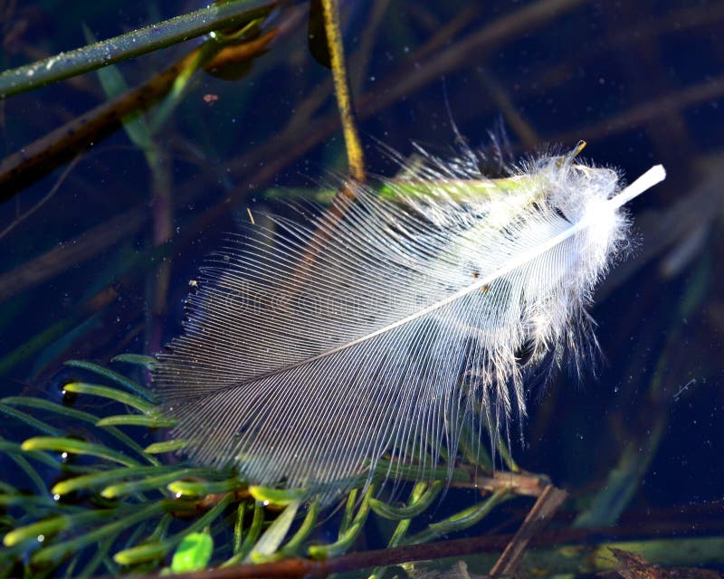 Floating Duck Feather stock image. Image of pond, duck - 50519137