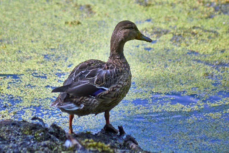 Floating duck house stock photo. Image of buoyant, birds - 30428500