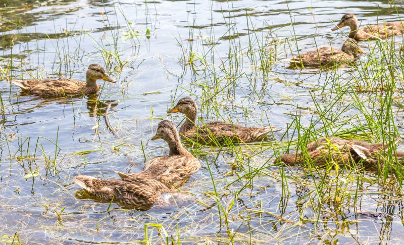 Floating ducks stock image. Image of flora, light, birds - 32026537