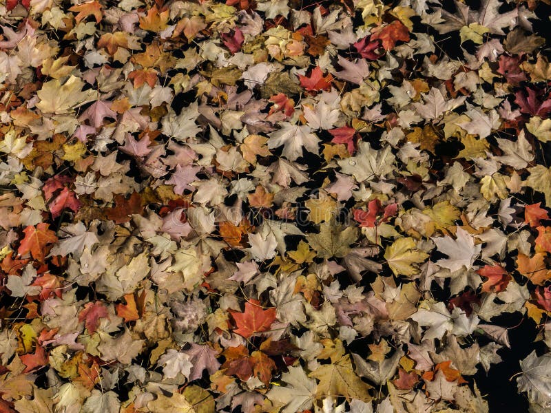 Floating Fall Colors stock image. Image of season, maple - 47224429