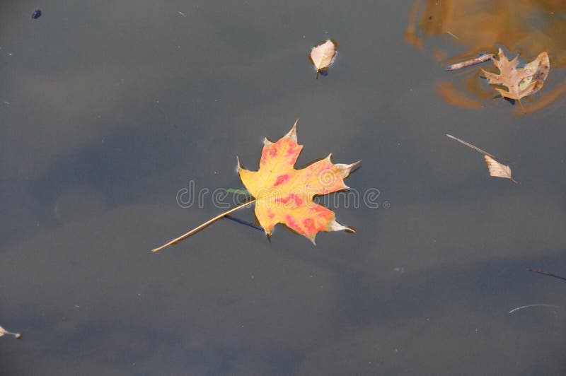 Floating Fall Foliage stock image. Image of maple, leaves - 12105361