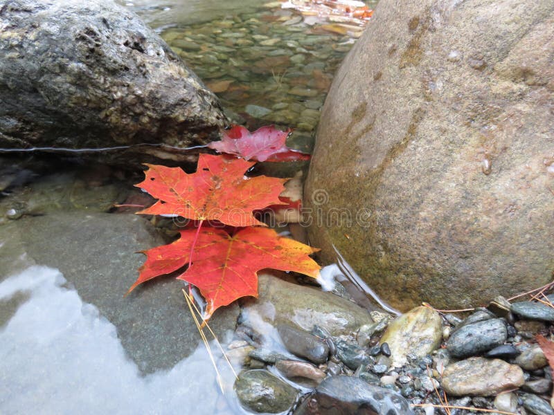 Floating Fall Leaves Trapped by Rocks Stock Photo - Image of autumn ...