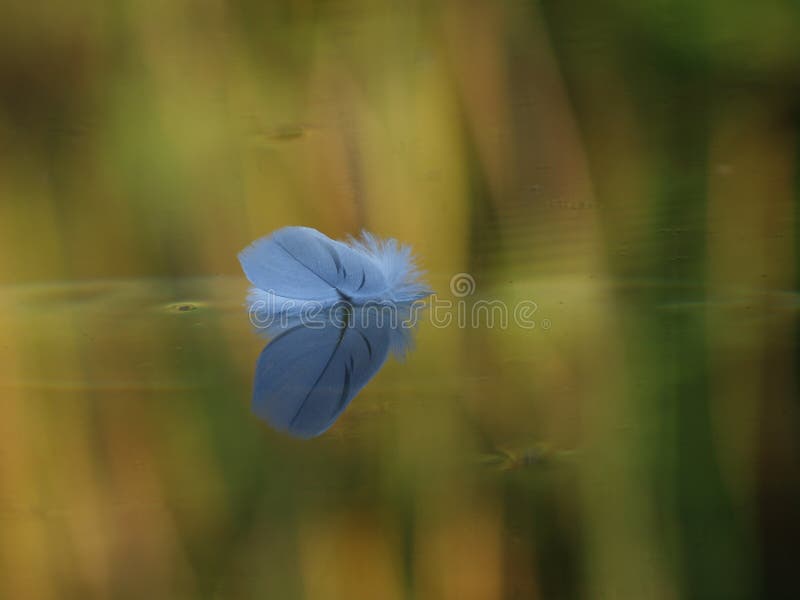 Floating feather stock image. Image of floating, loose - 1329065