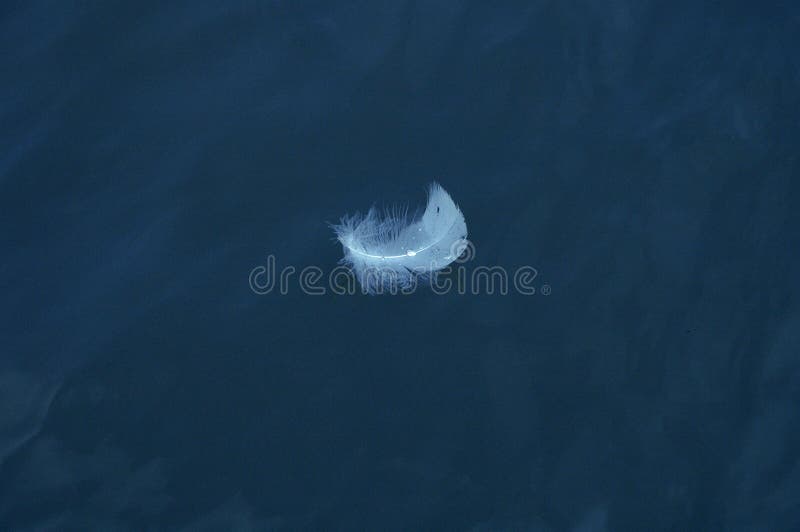Floating Feather stock photo. Image of river, white, drops - 97066